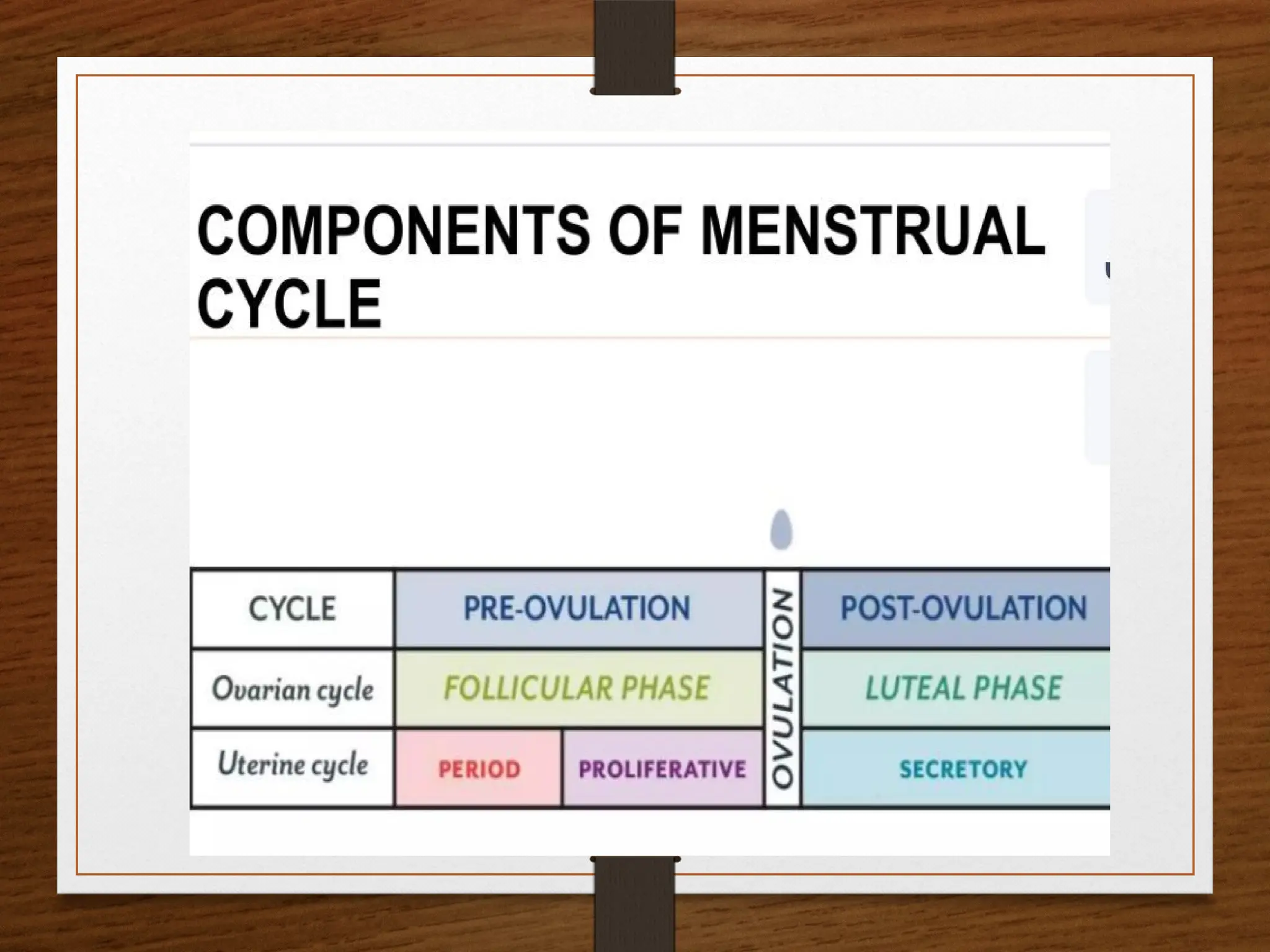 menstrual cycle.pptx female reproduction | PPTX