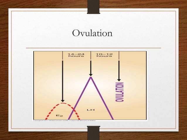 menstrual cycle.pptx female reproduction | PPTX