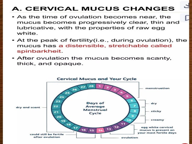 menstrual cycle.pptx female reproduction | PPTX