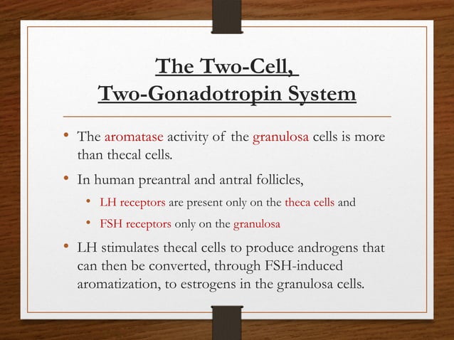 menstrual cycle.pptx female reproduction | PPTX