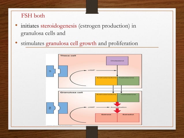 menstrual cycle.pptx female reproduction | PPTX