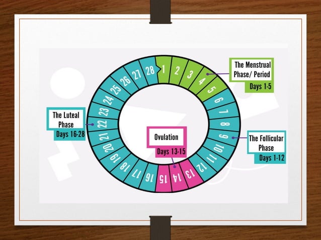 menstrual cycle.pptx female reproduction | PPTX