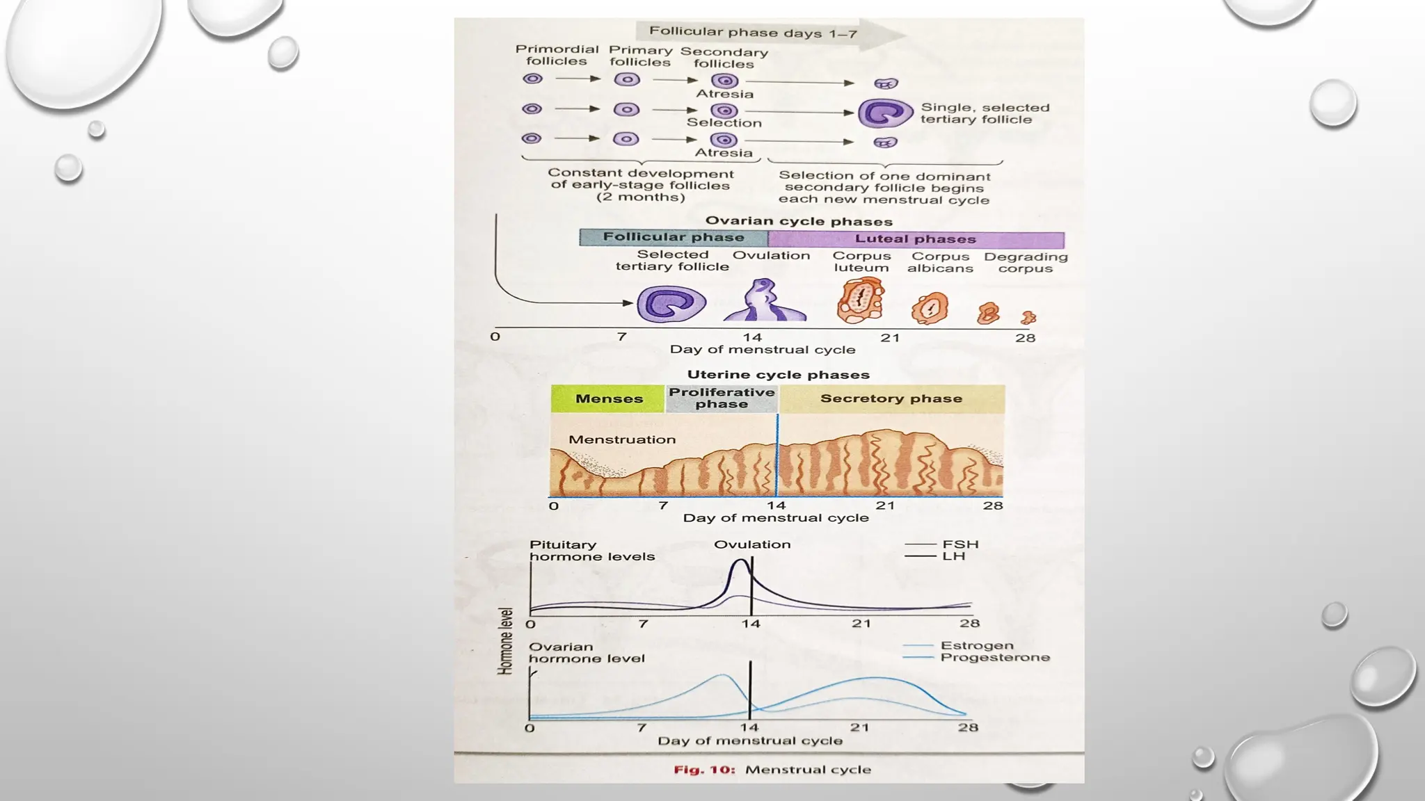 Menstrual cycle:- Introduction, Defination, phases of menstrual cycle ...