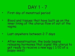 menstrual cycle.ppt menstrual cycle menstrual cycle | PPT