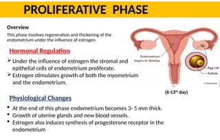 Menstrual Cycle of ovary of human.pptx
