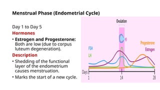 MENSTRUAL CYCLE LUTHEAL PHASE AND ENDOMETRIAL PHASE | PPTX