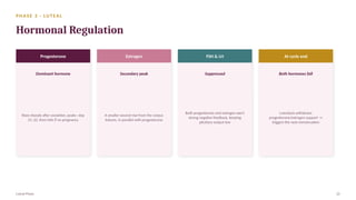 Comprehensive Study Notes on the Menstrual Cycle: Phases, Hormonal ...