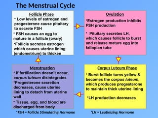 Menstrual Cycle.pptx in very detail by A | PPTX