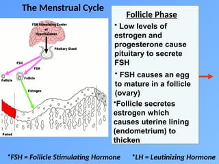 Menstrual Cycle.pptx in very detail by A | PPTX