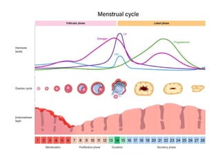 MENSTRUAL CYCLE - Jane presentation.ppt