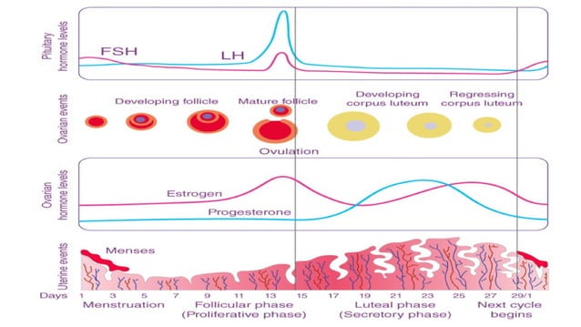menstrual cycle 001.pptx anatomy and physiology | PPT