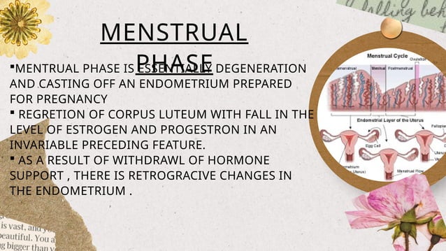 menstrual cycle 001.pptx anatomy and physiology | PPT