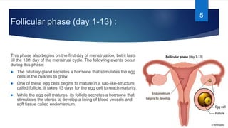 Menstrual cycle (3) | PPTX