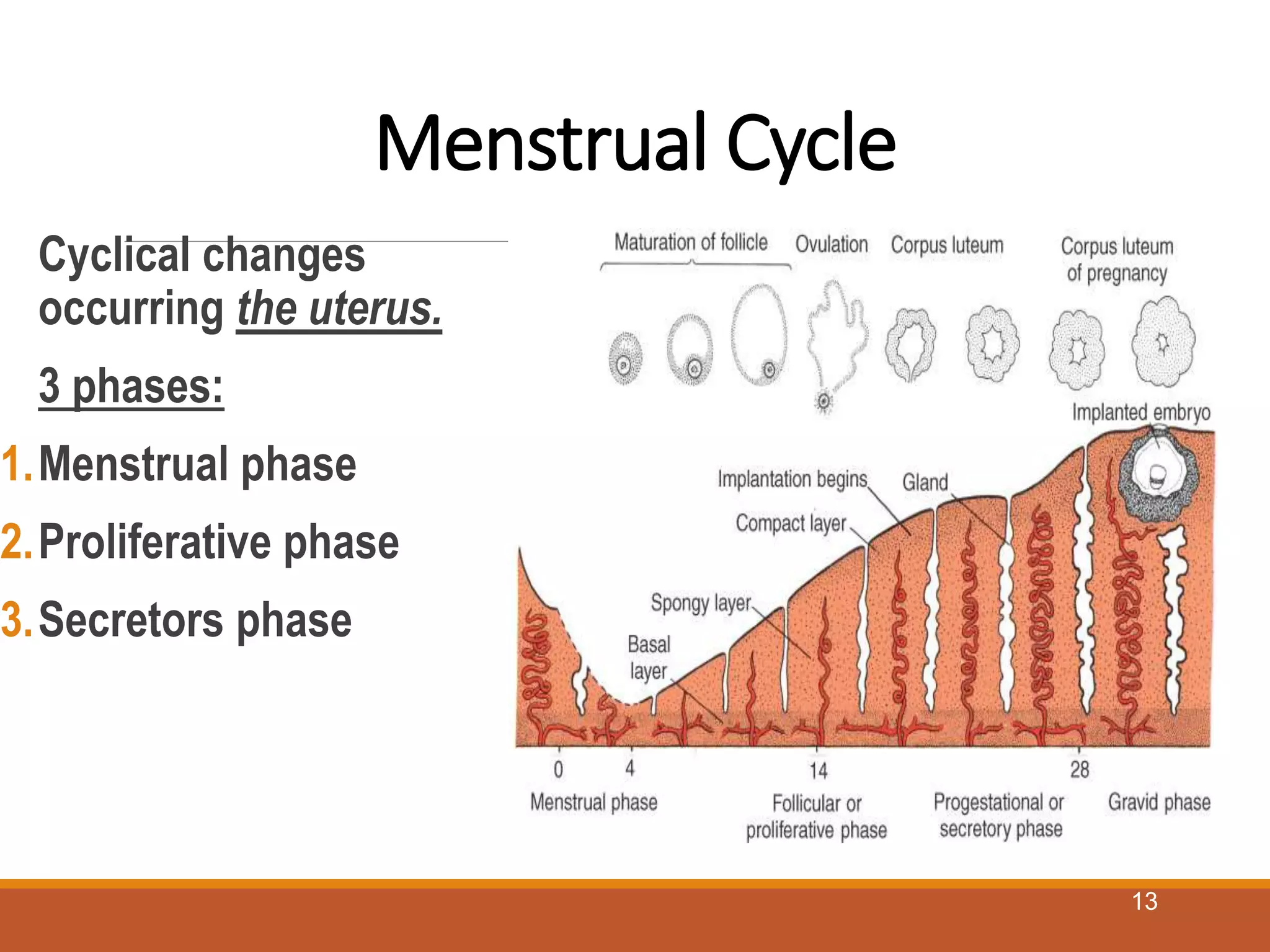 Menstrual cycle and dis order | PPT