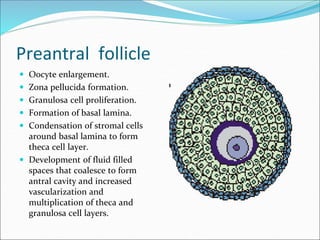 Comprehensive Overview of Menstrual Cycle and Hormonal Regulation in ...