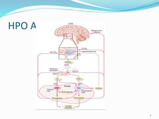 MENSTRUAL CYCLE AND HYPOTHALAMO PITUITARY OVARIAN AXIS | PPT