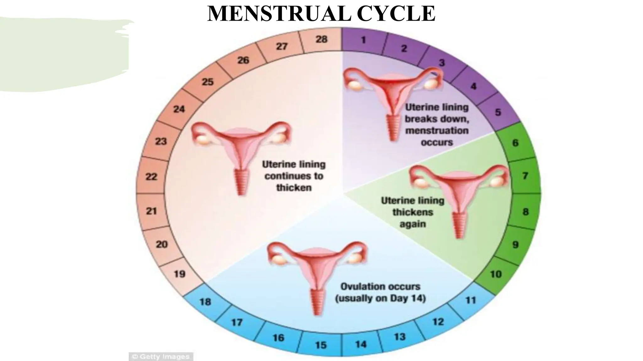 MENSTRUAL CYCLE AND HUMAN SEXUALITY PPTX | PPTX