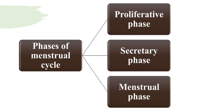 MENSTRUAL CYCLE AND HUMAN SEXUALITY PPTX | PPTX