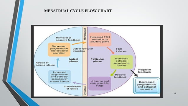MENSTRUAL CYCLE, DISORDERS AND CLINICAL MANAGEMENT. PROF (MD) ANA MARIA ...