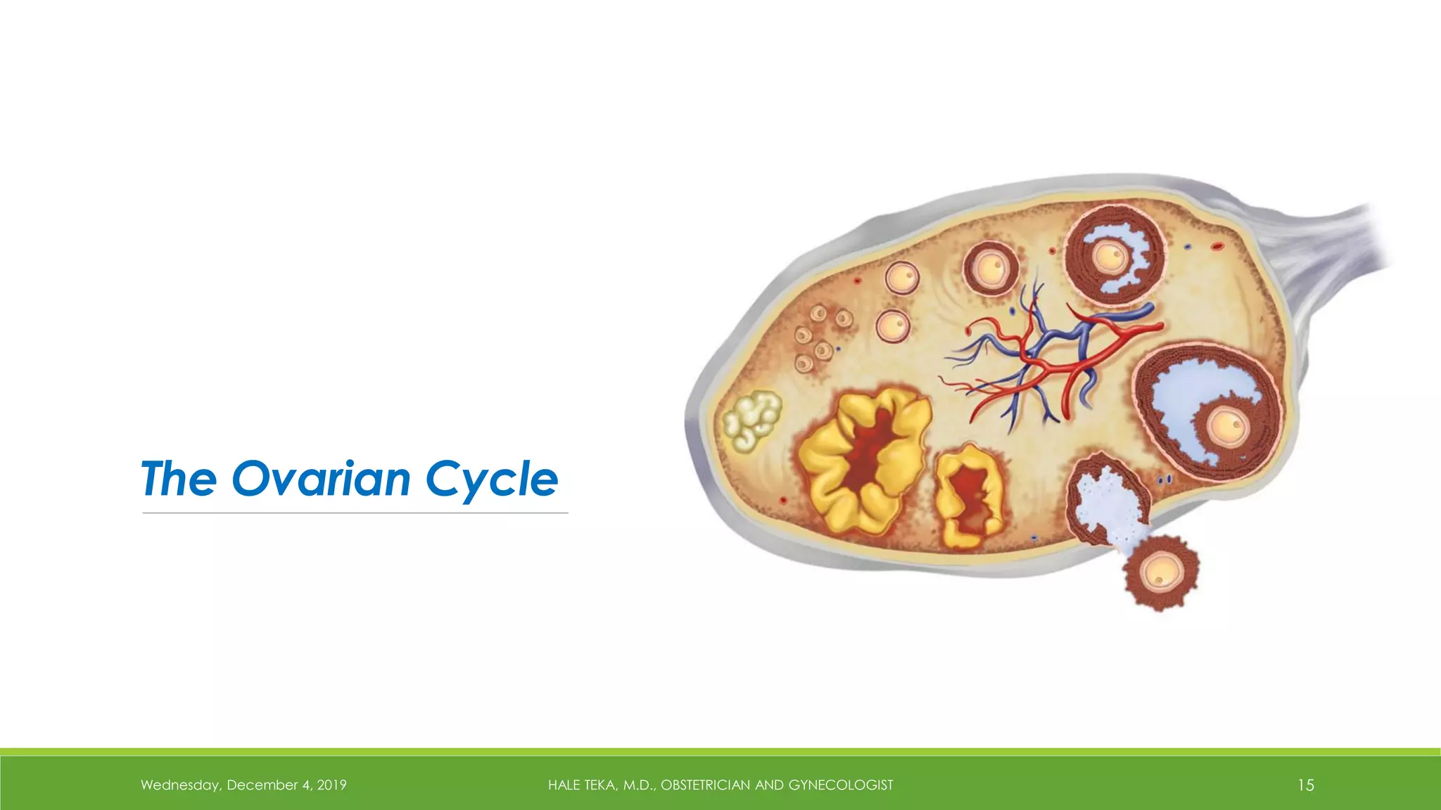 Menstrual cycle, fertilization and implantation | PDF