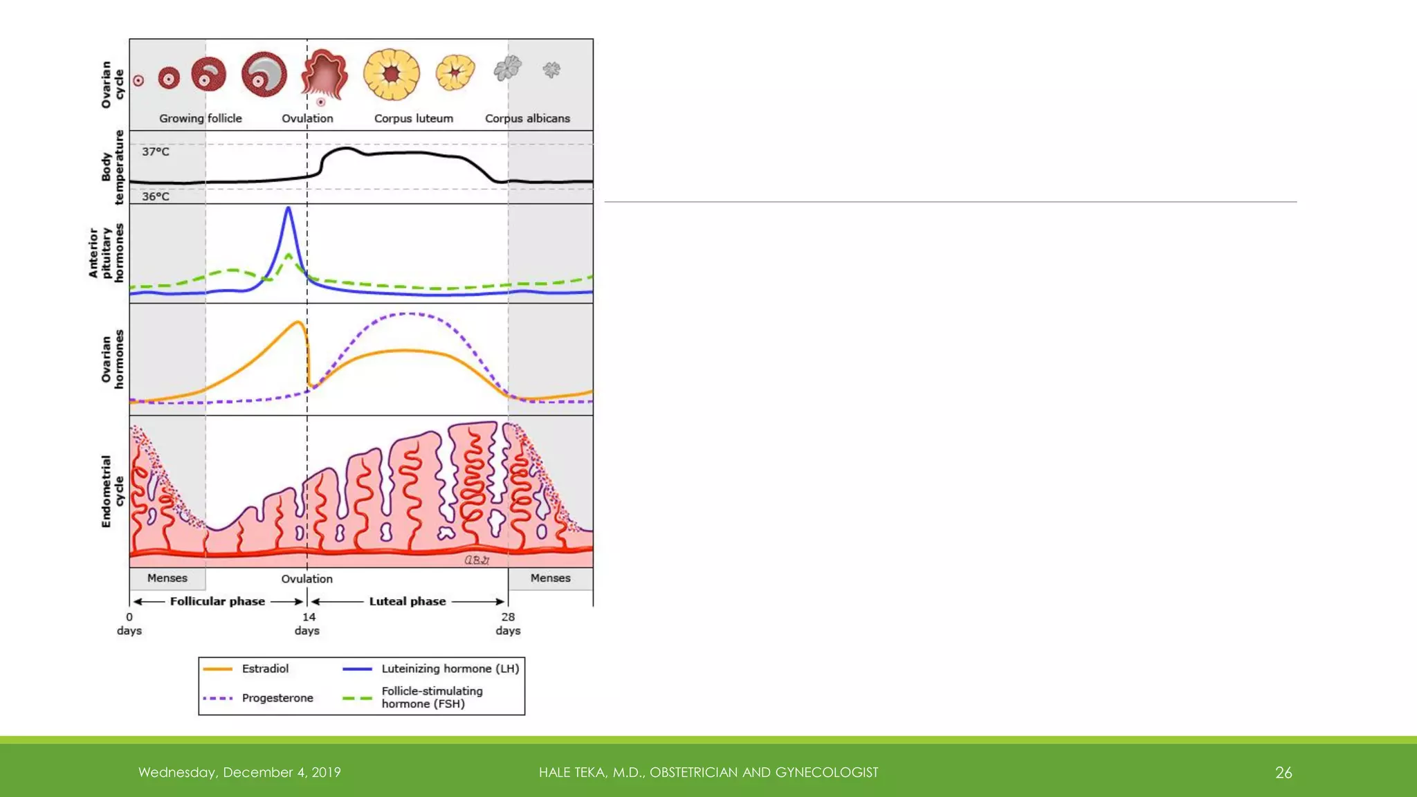 Menstrual cycle, fertilization and implantation | PDF