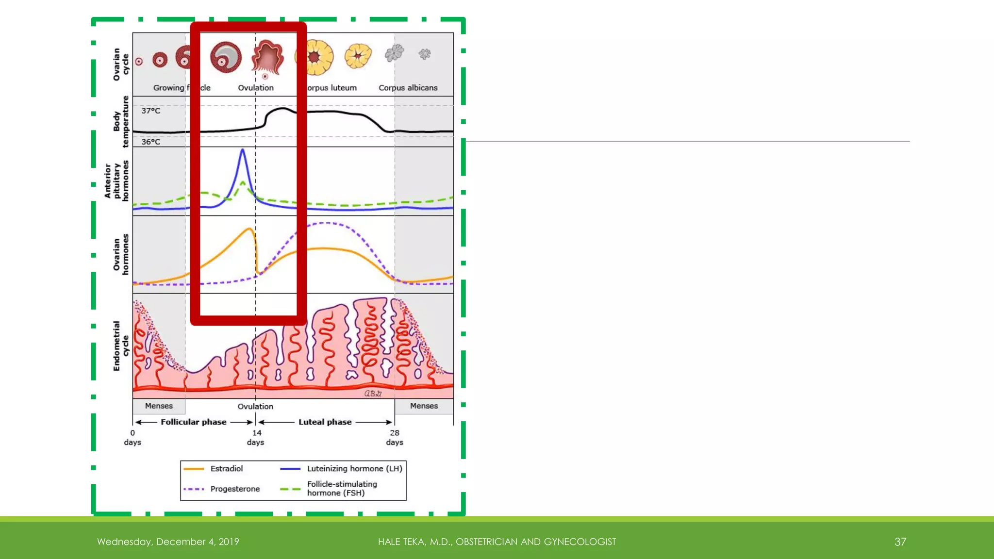Menstrual cycle, fertilization and implantation | PDF