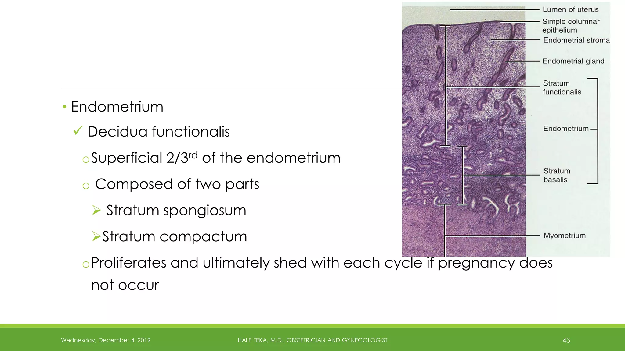 Menstrual cycle, fertilization and implantation | PDF