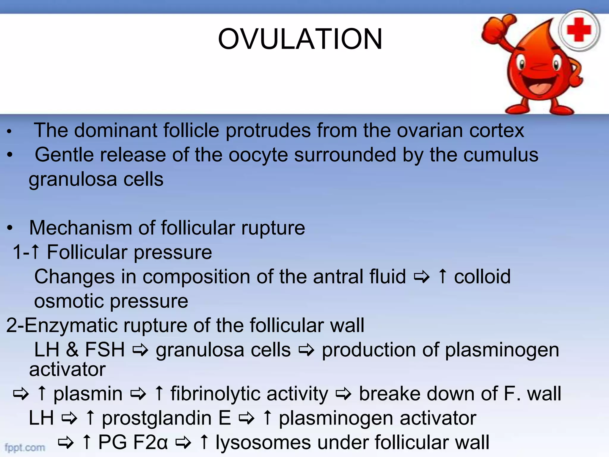 Menstrual cycle | PPTX
