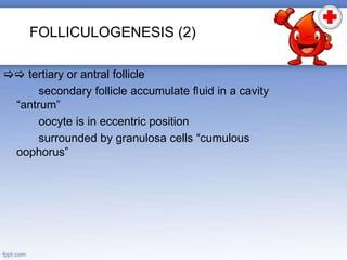 Menstrual cycle | PPTX