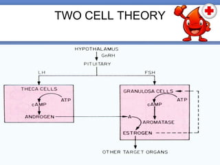Menstrual cycle | PPTX