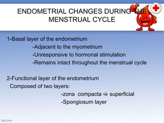 Menstrual cycle | PPTX