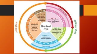 Menstrual cycle g103rd quarter | PPTX