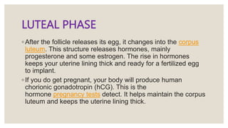 menstrual cycle.pptx