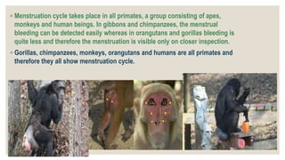 menstrual cycle.pptx