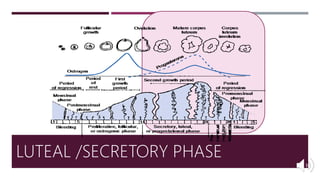 Menstrual cycle lecture dr irabon | PPTX