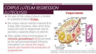 Menstrual cycle lecture dr irabon | PPTX