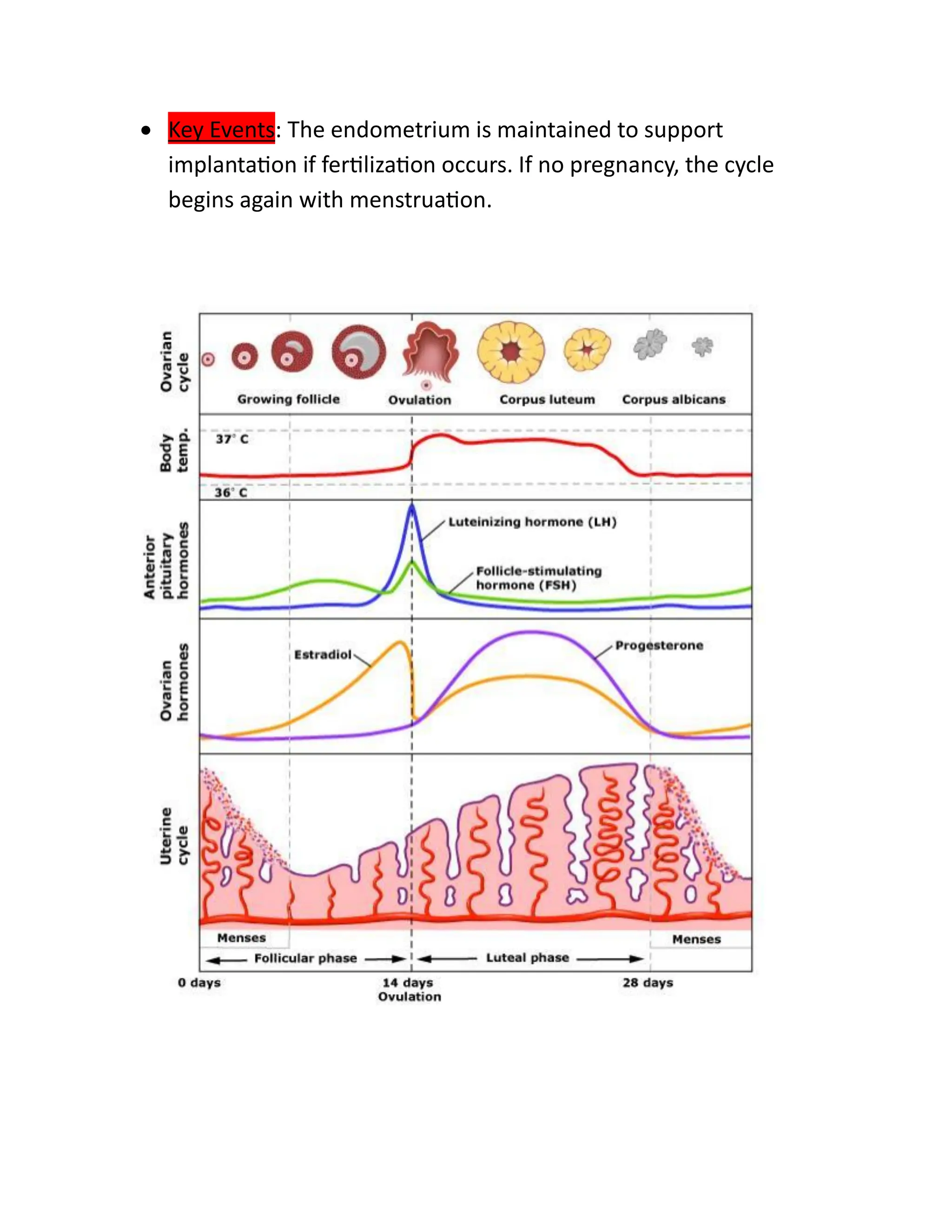 MENSTRUAL CYCLE INFORMATION IN EASY WAY FOR MEDICAL STUDENTS | PDF