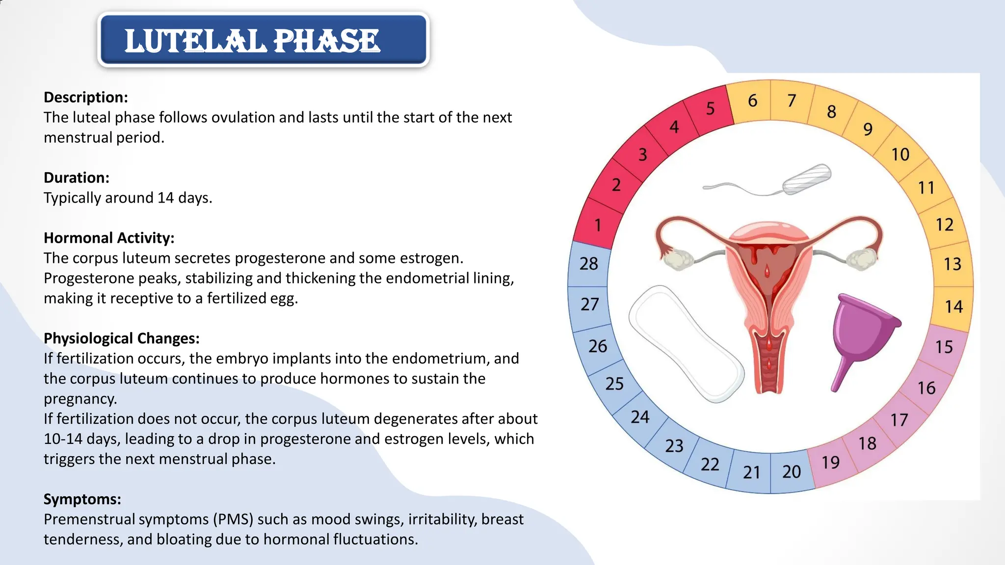 Menstrual Cycle Phases | Sehgal Nursing Home | PDF