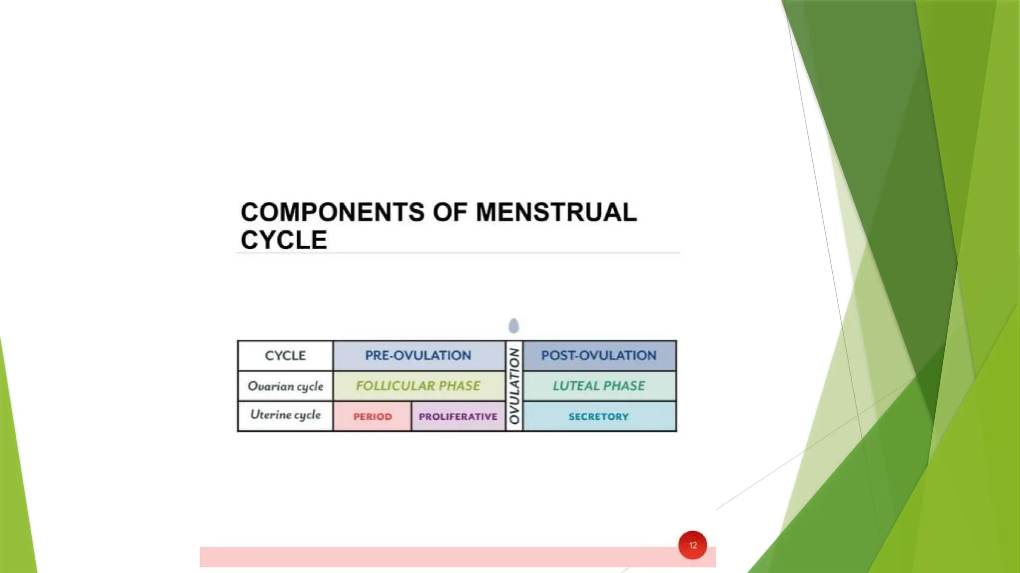 Menstrual Cycle Physiology Pptx