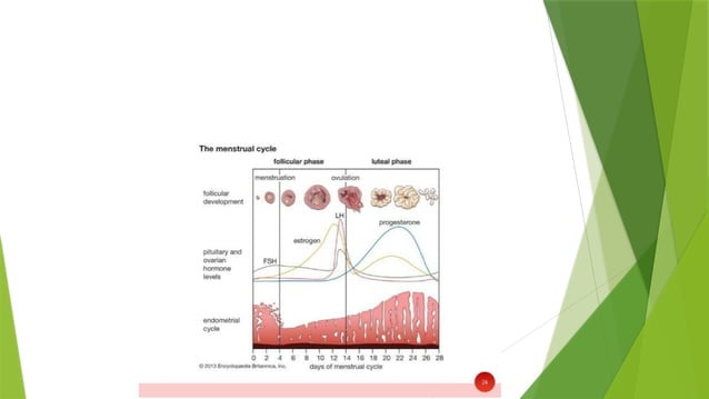 Menstrual Cycle Physiology Pptx