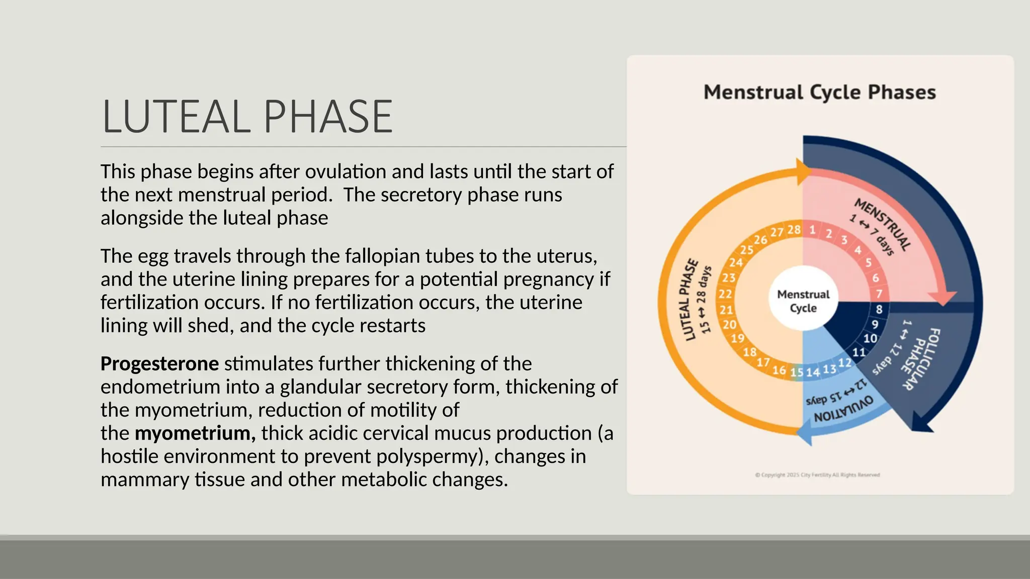 Menstrual Cycle PPT / Ovarian & Uterine Cycle.pptx