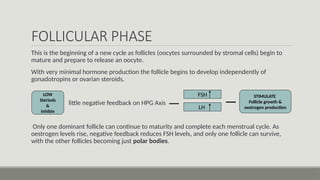 Menstrual Cycle PPT / Ovarian & Uterine Cycle.pptx