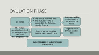 Menstrual Cycle PPT / Ovarian & Uterine Cycle.pptx