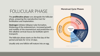 Menstrual Cycle PPT / Ovarian & Uterine Cycle.pptx