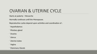Ovarian Uterine Cycle Doodle Notes Menstrual Cycle Reproductive System ...