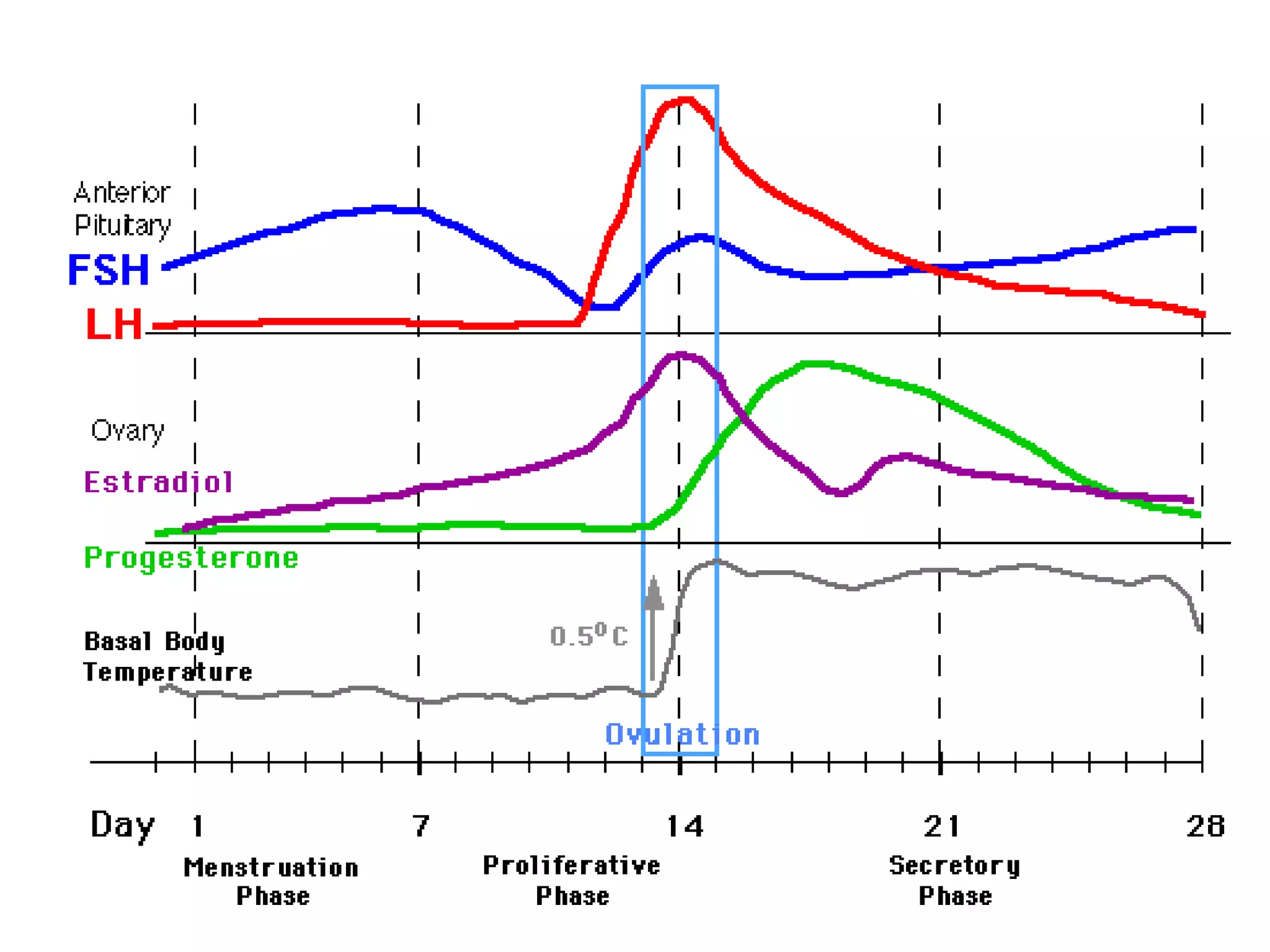 Menstrual cycle ppt nitin | PPTX