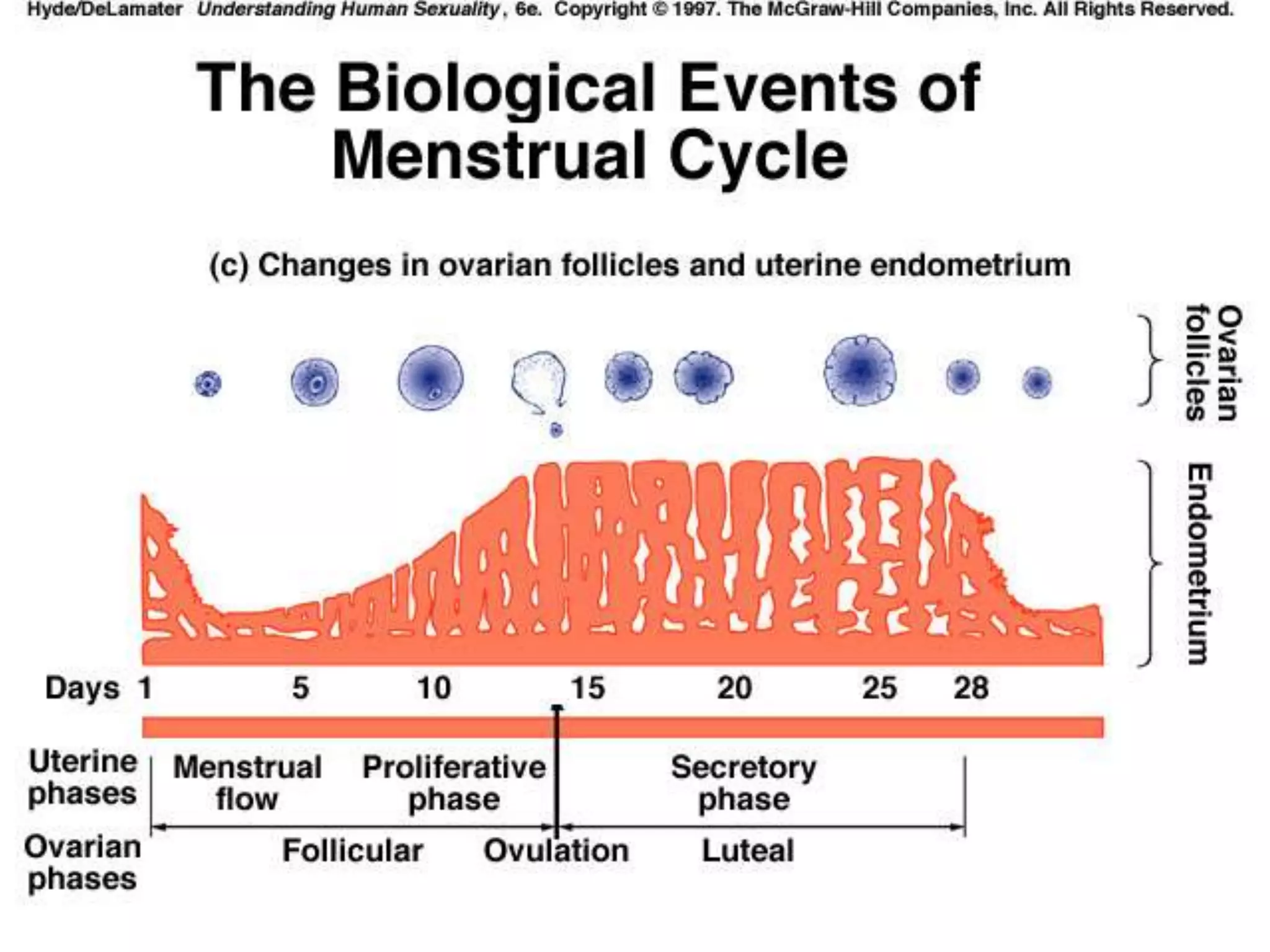 Menstrual cycle ppt nitin | PPTX