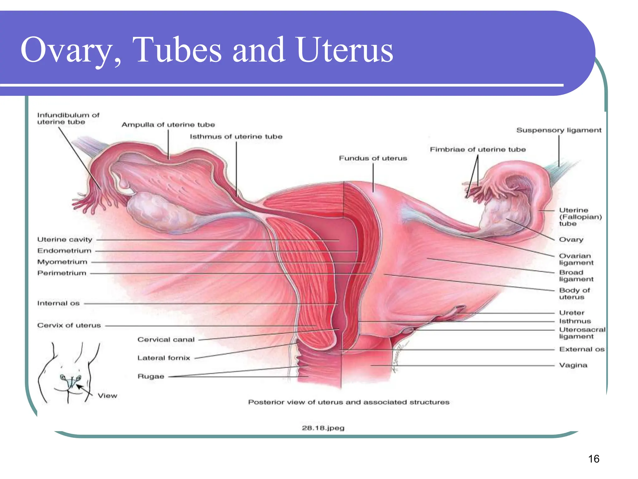 Menstrual Cycle & process of conception.ppt