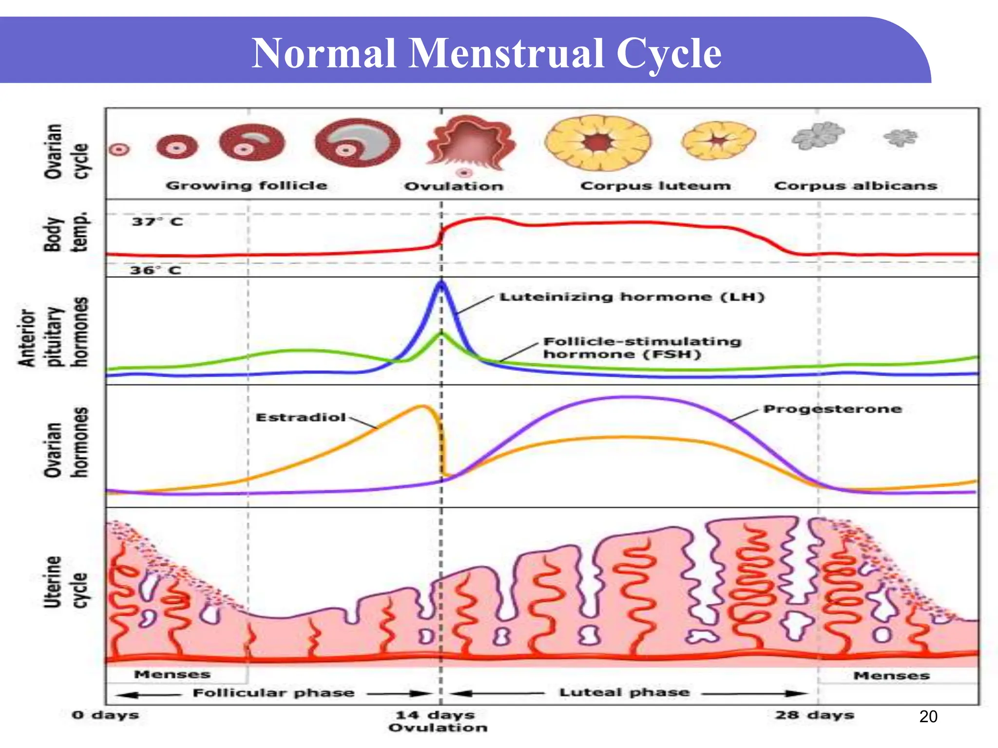 Menstrual Cycle & process of conception.ppt
