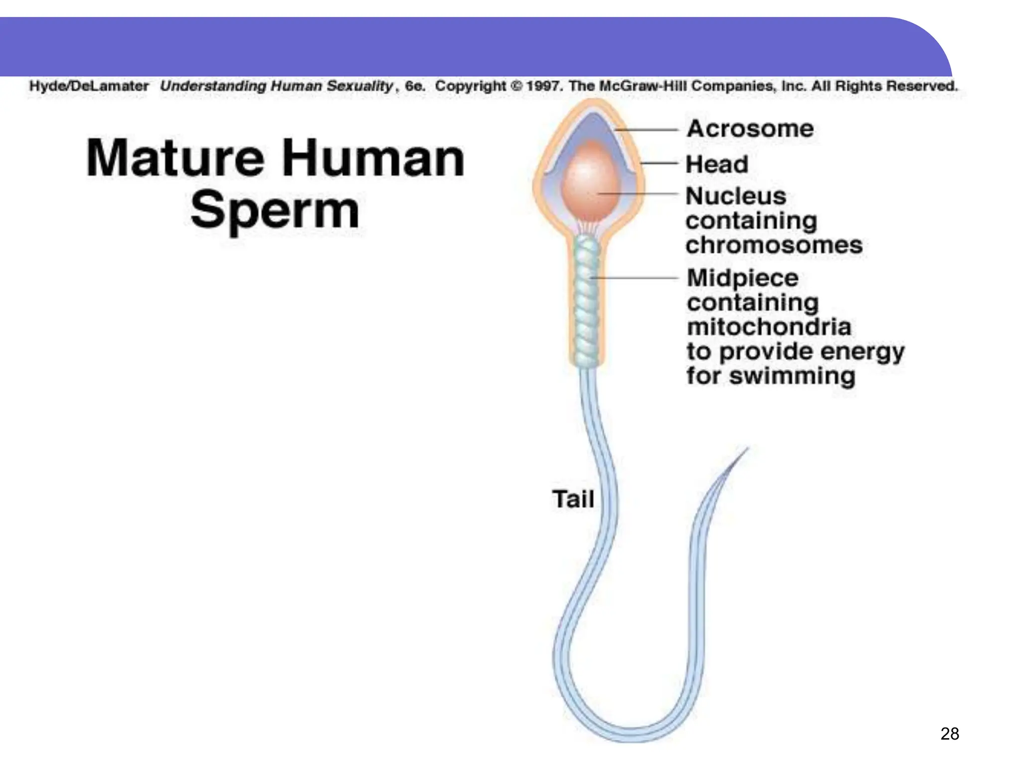 Menstrual Cycle & process of conception.ppt